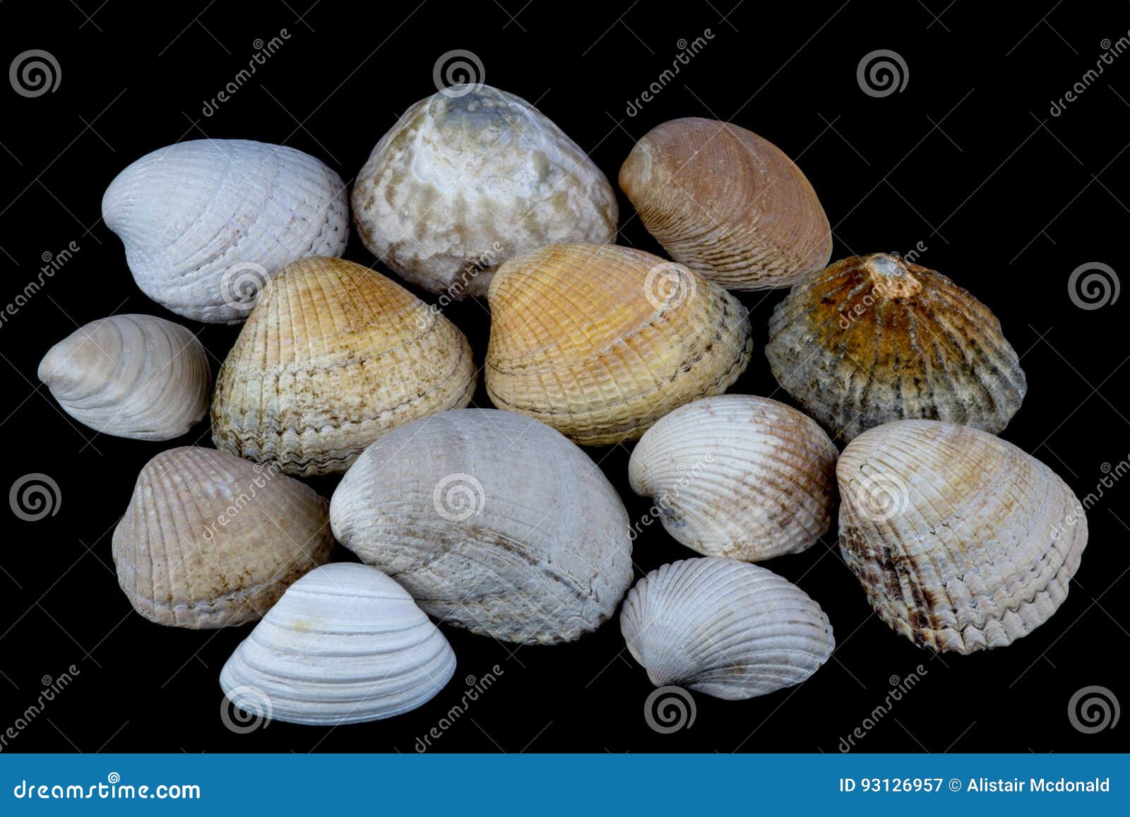 Sea Shells on a Black Background Stock Image - Image of objects ...