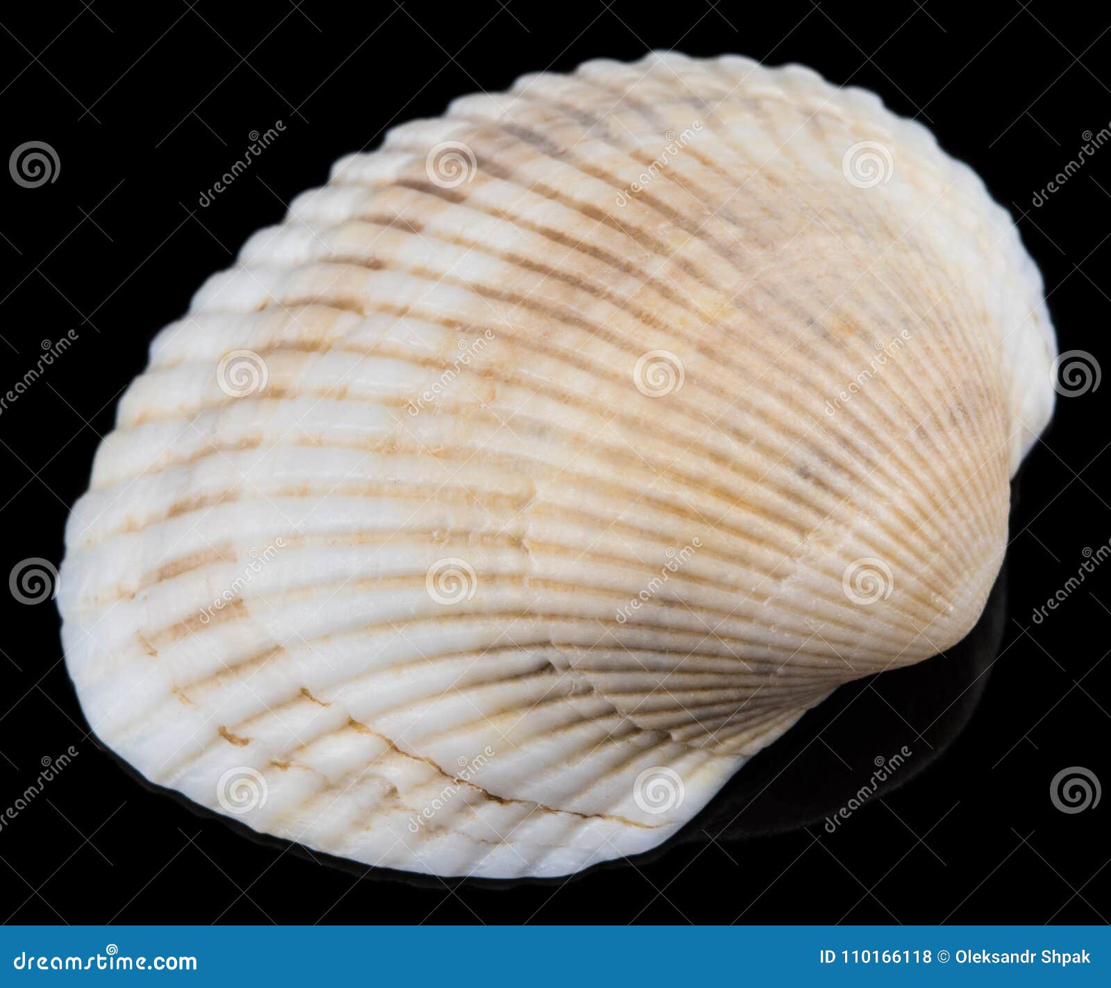 Sea Shells on Black Background. Close Up Stock Photo - Image of ...
