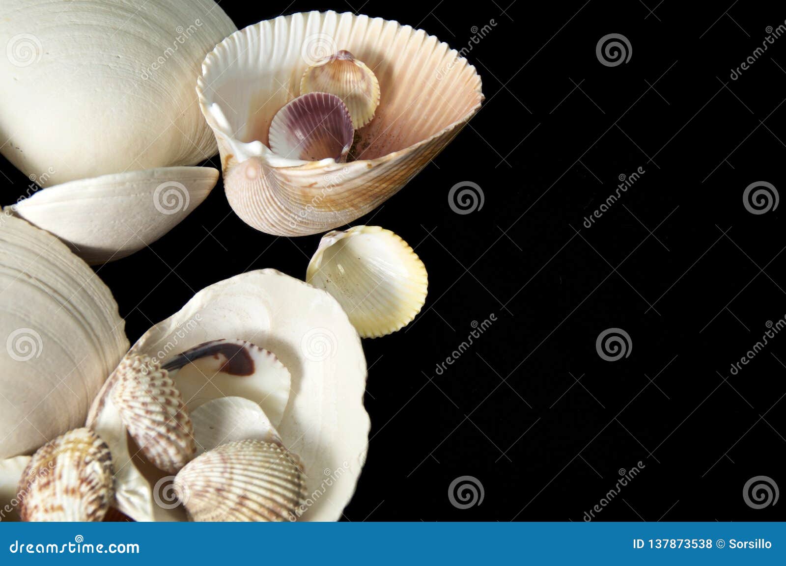 Sea Shells on Black Background Stock Photo - Image of ridged, natural ...