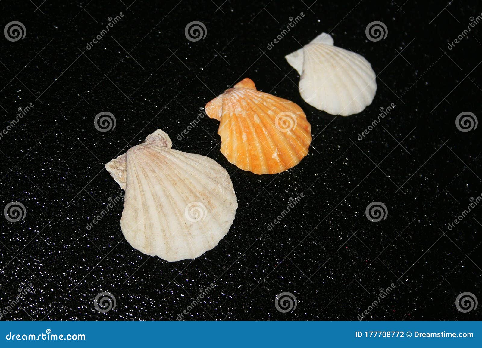 The Sea Shells on the Black Background Stock Photo - Image of marine ...