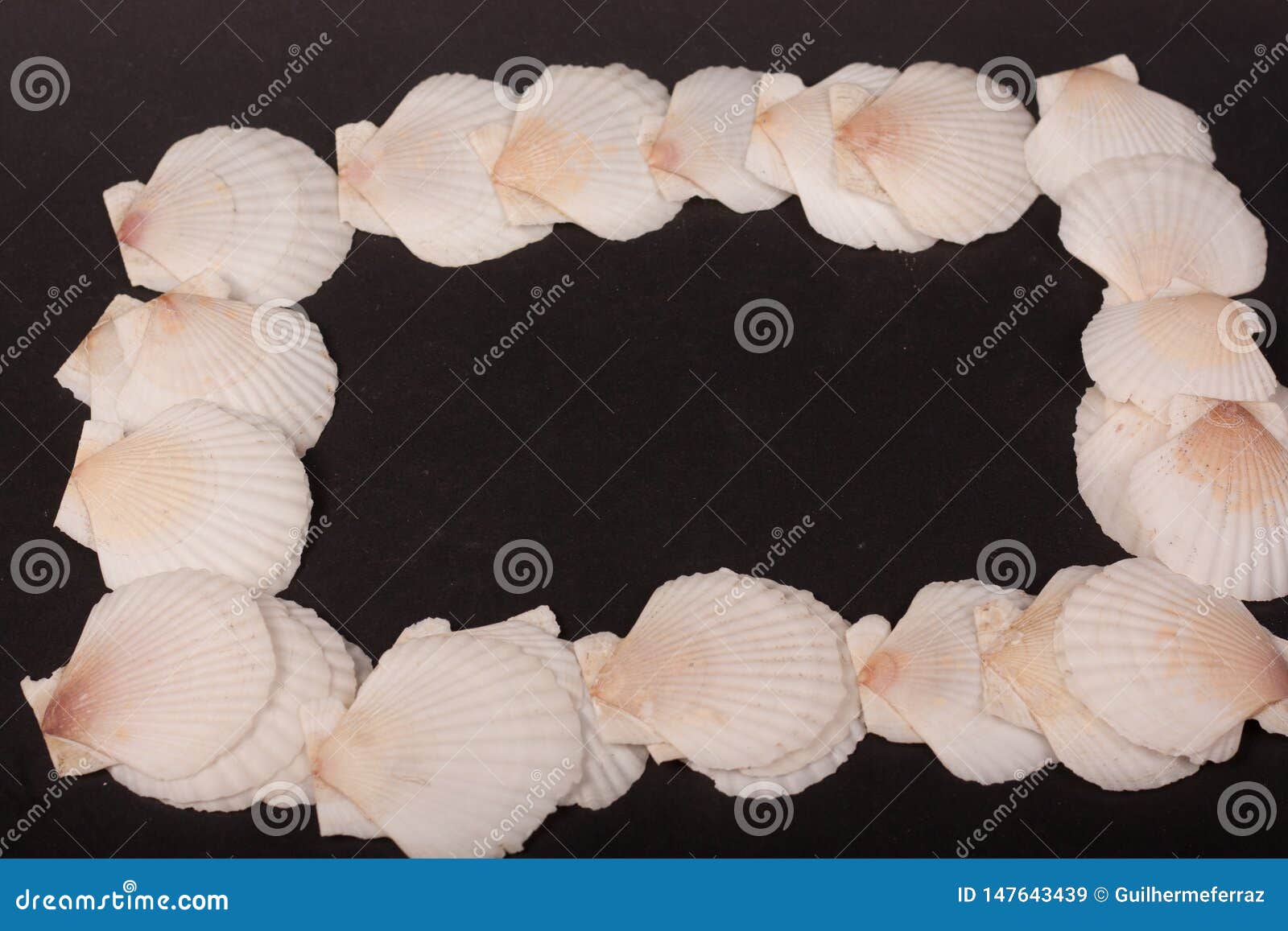 Sea Shells on a Black Background Stock Image - Image of beauty, blue ...