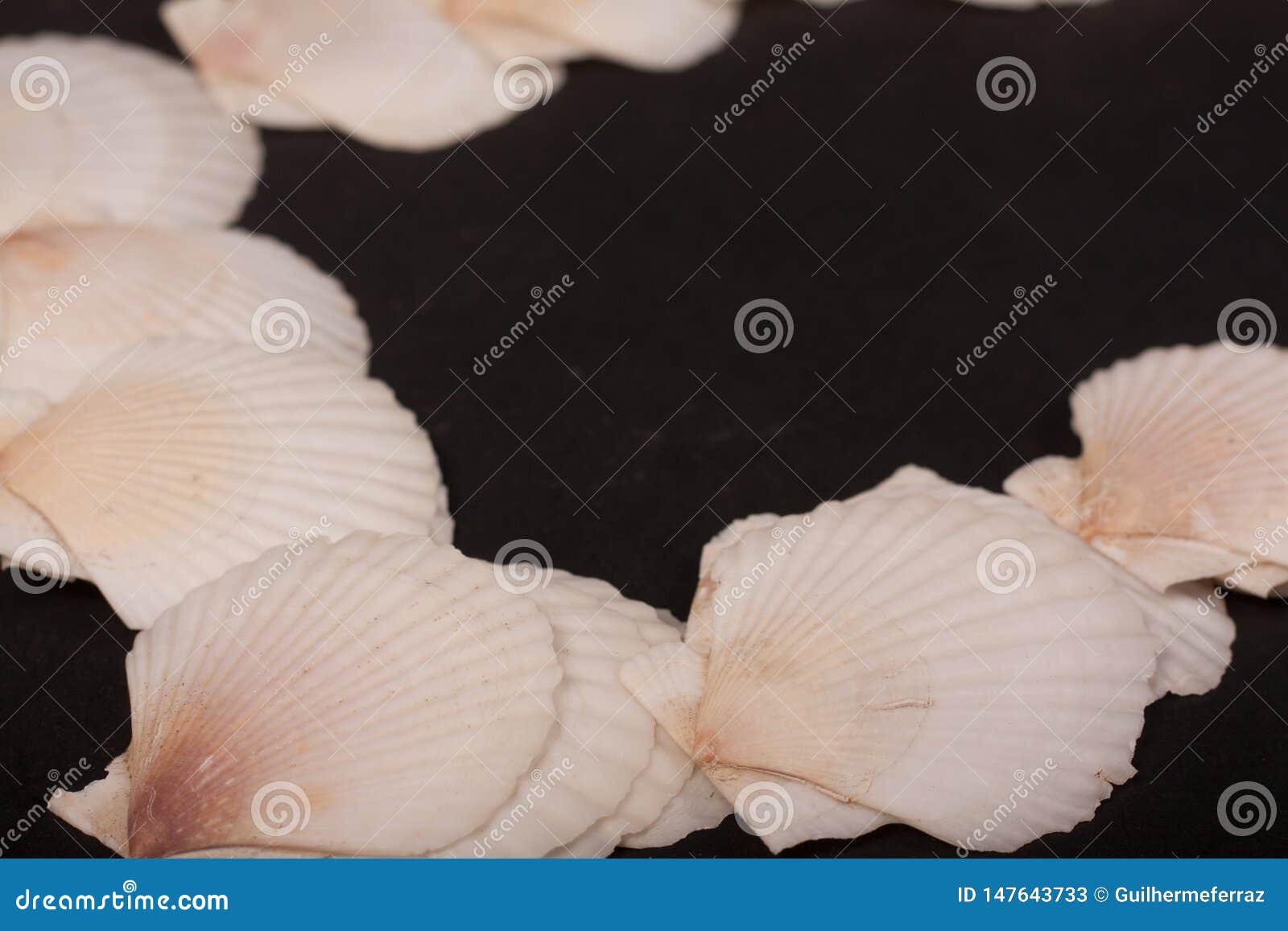 Sea Shells on a Black Background Stock Image - Image of food, summer ...
