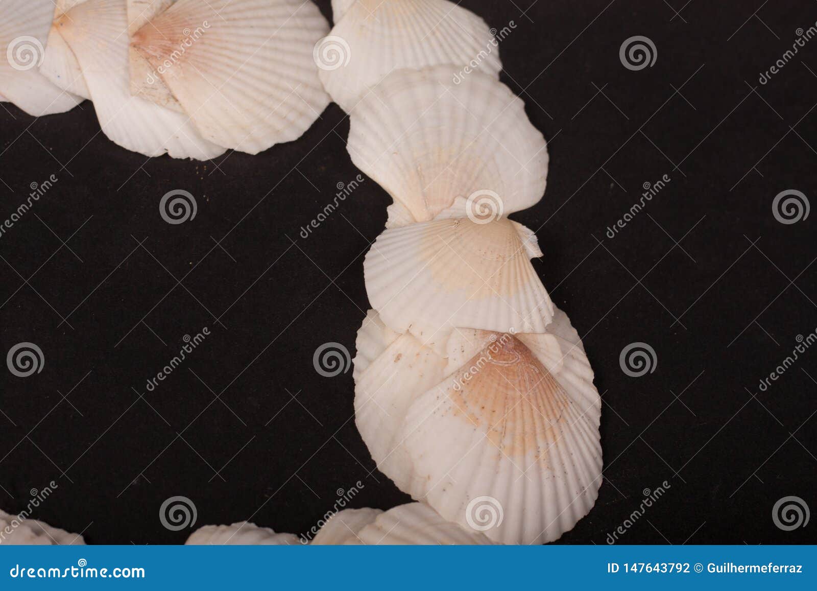 Sea Shells on a Black Background Stock Photo - Image of summer, blue ...