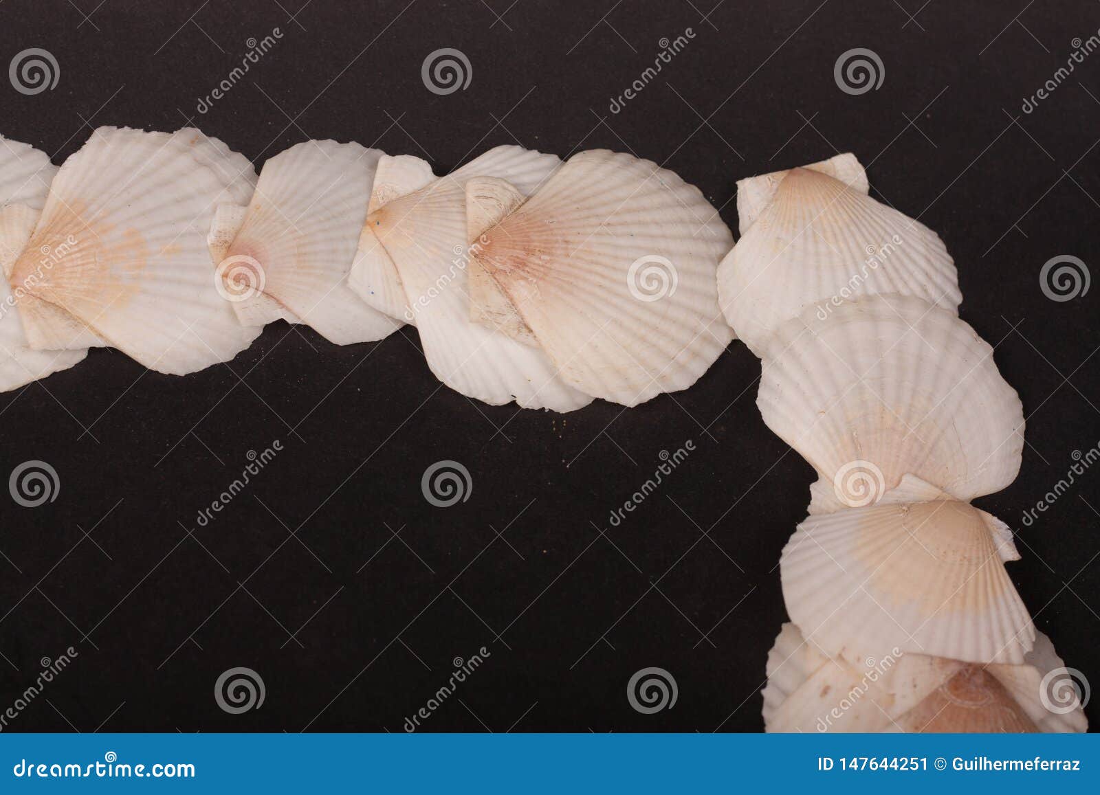 Sea Shells on a Black Background Stock Image - Image of nature, blue ...