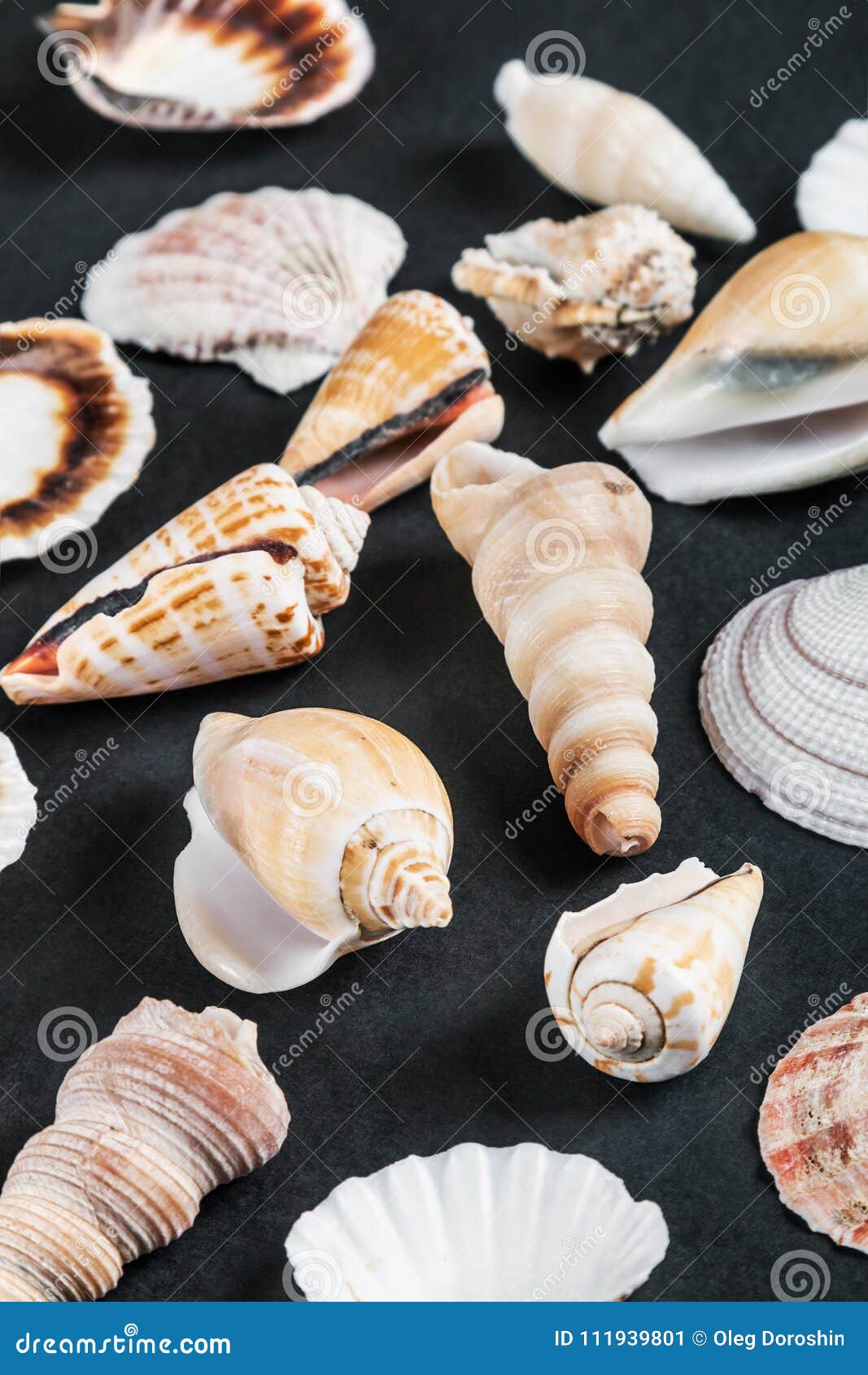 Sea Shells on Black Background Stock Image - Image of shells, snail ...