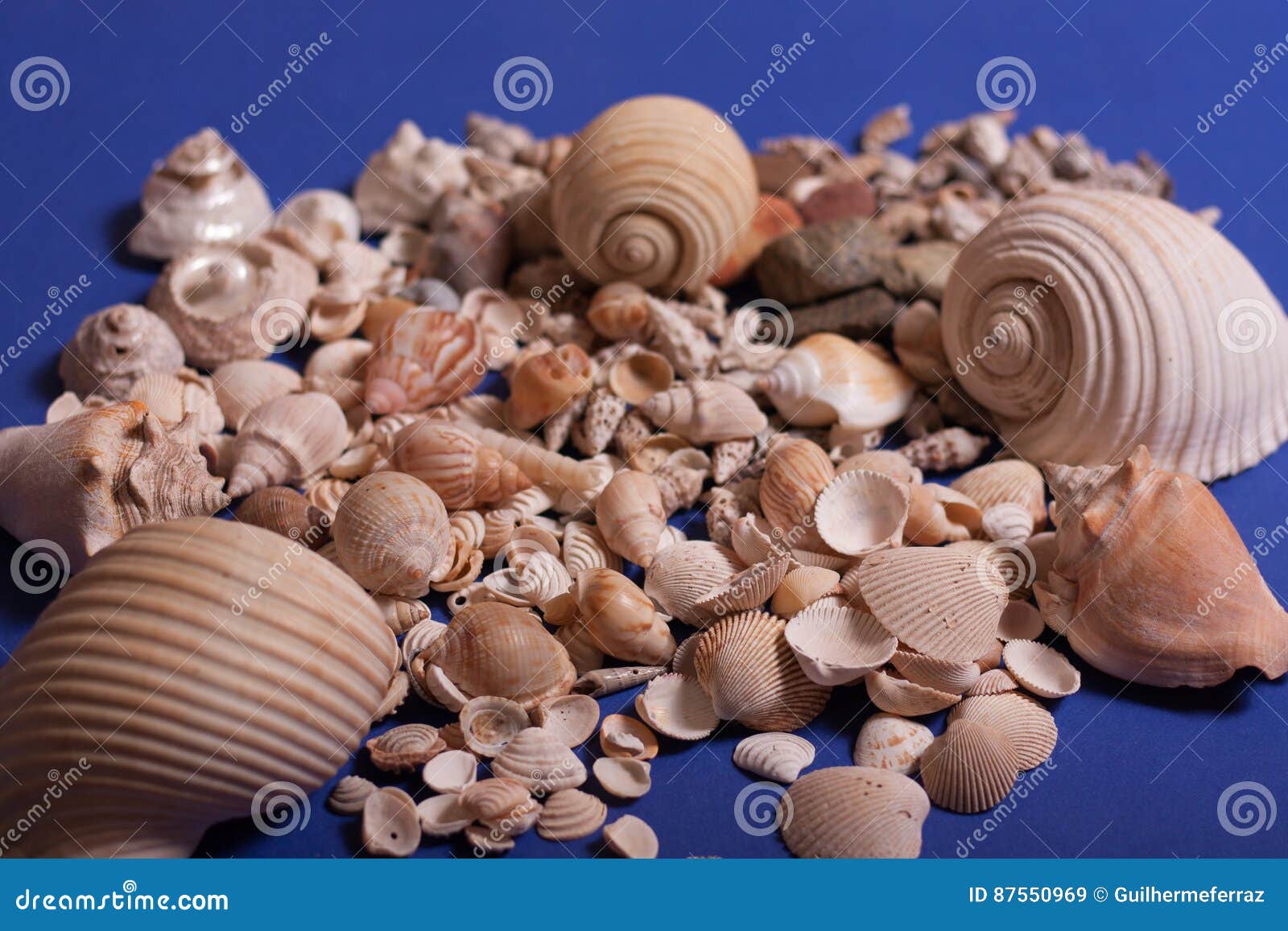 Sea shells stock image. Image of water, blue, shells - 87550969