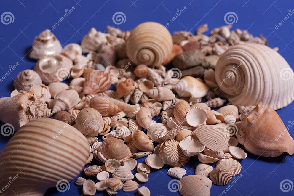 Sea shells stock image. Image of water, blue, shells - 87550969