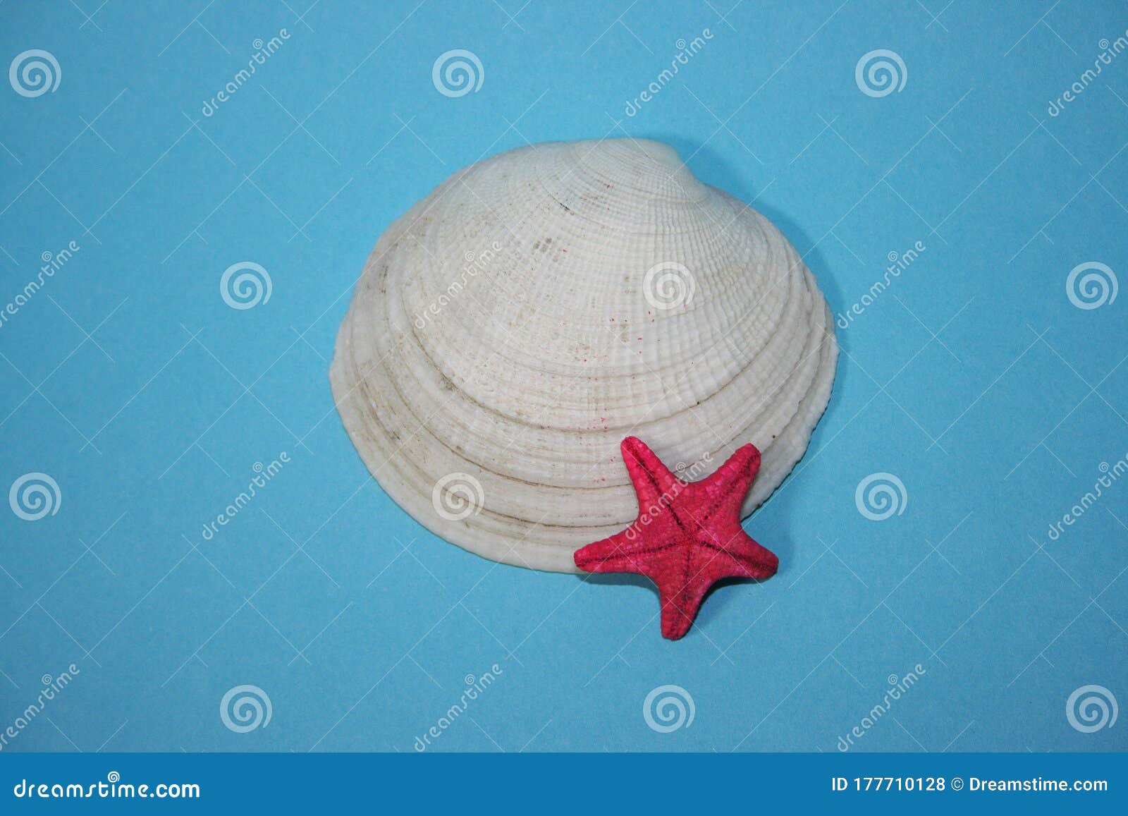 The Sea Shells on the Blue Background Stock Photo - Image of beautiful ...