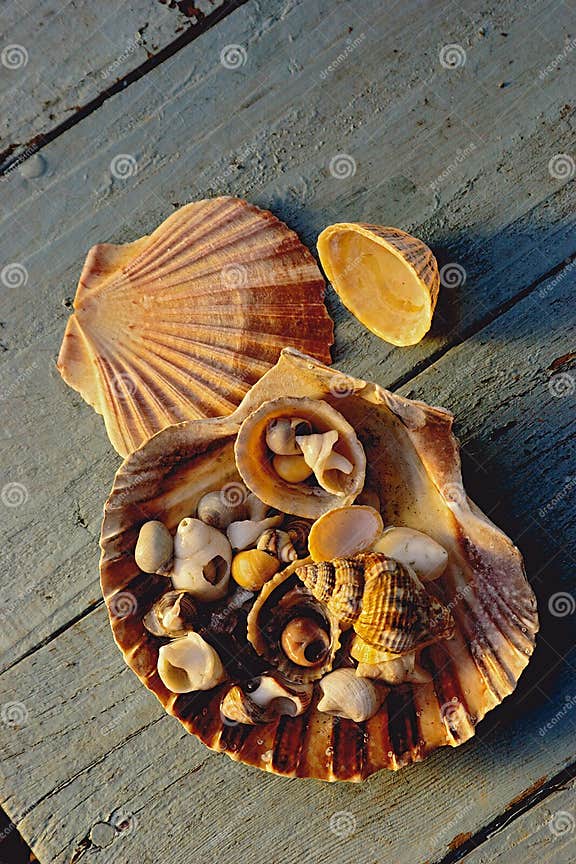 Sea shells on blue boards stock photo. Image of nature - 4036366