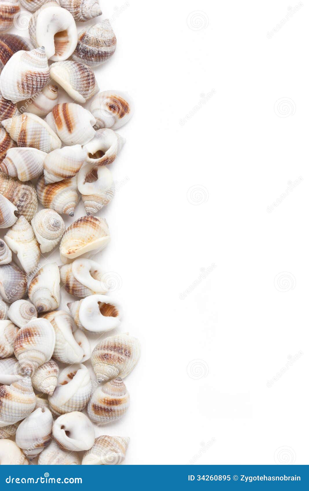 Sea Shells Border. stock image. Image of copy, design - 34260895
