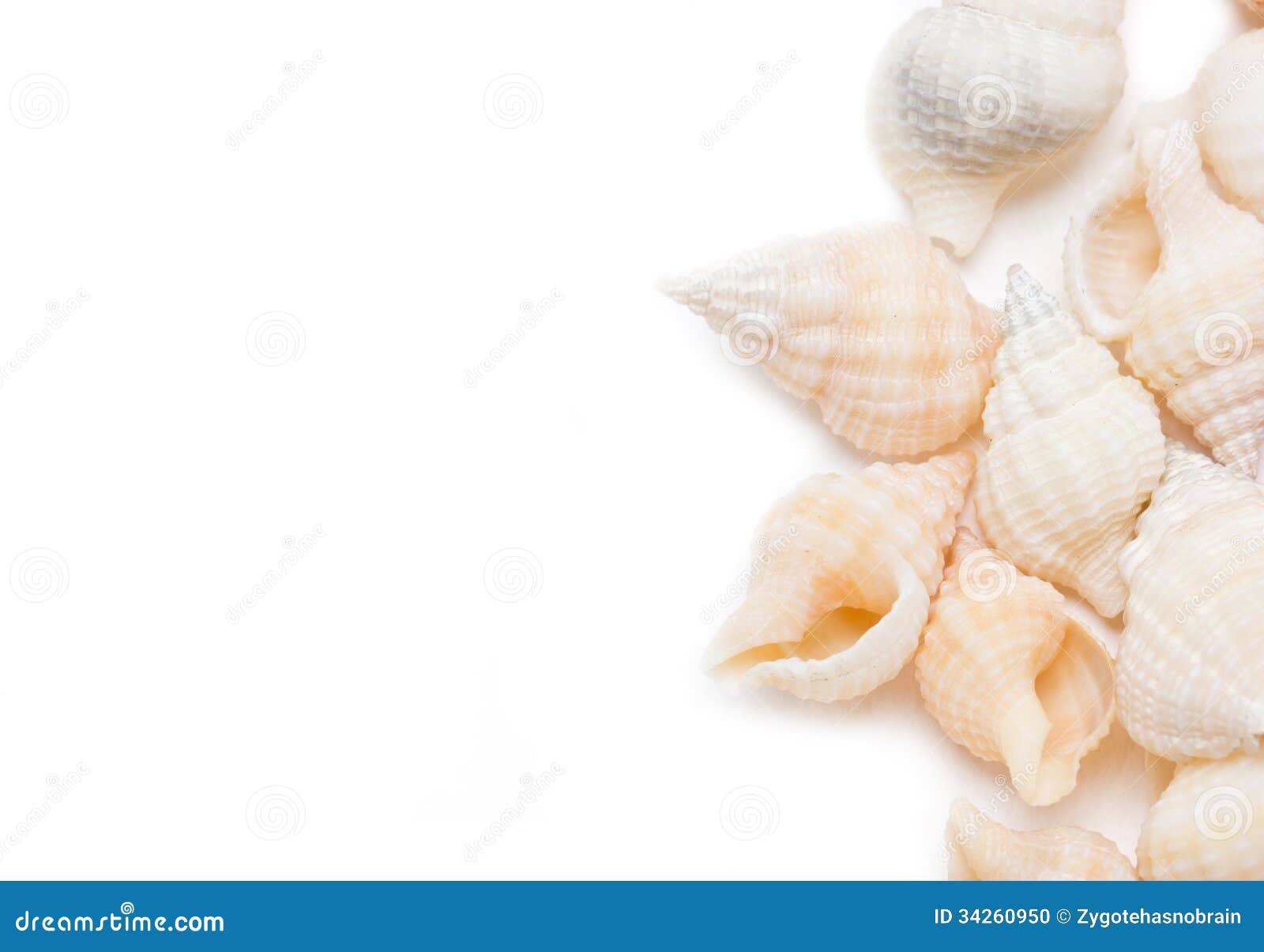 Sea Shells Border. Stock Photo - Image: 34260950
