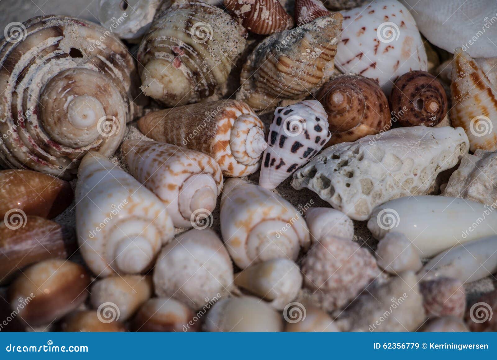 Sea Shells Brown and White and Sandy on Beach Stock Image - Image of ...