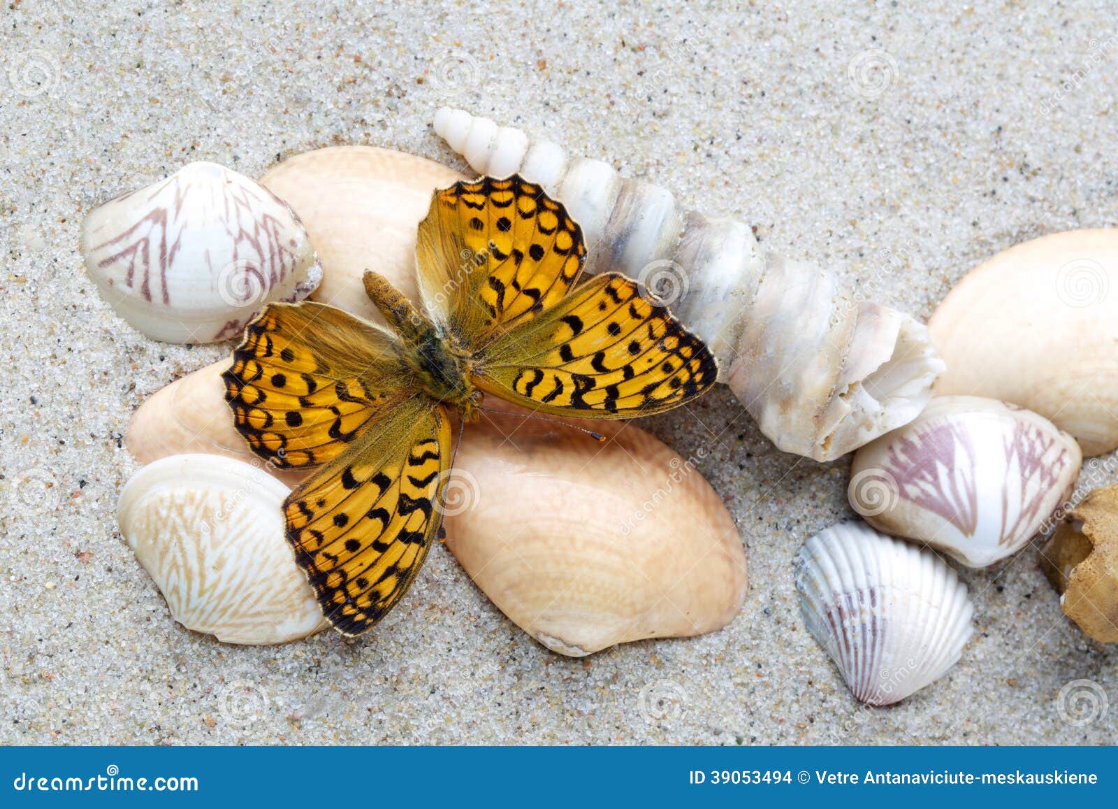 Sea Shells and Butterfly on Sand Stock Photo - Image of sand, shell ...