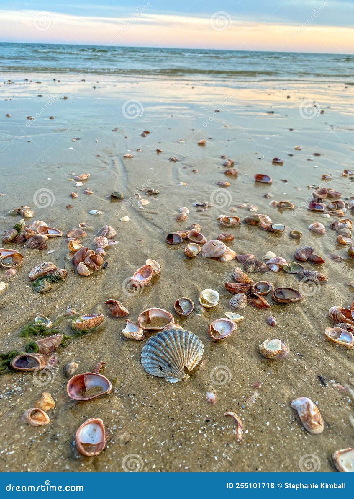 Sea Shells on a Cape Code Beach Stock Photo - Image of cape, march ...