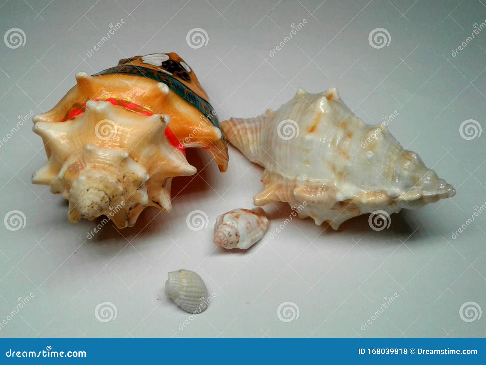 Sea Shells Caribbean on White Stock Photo - Image of caribbean, shells ...
