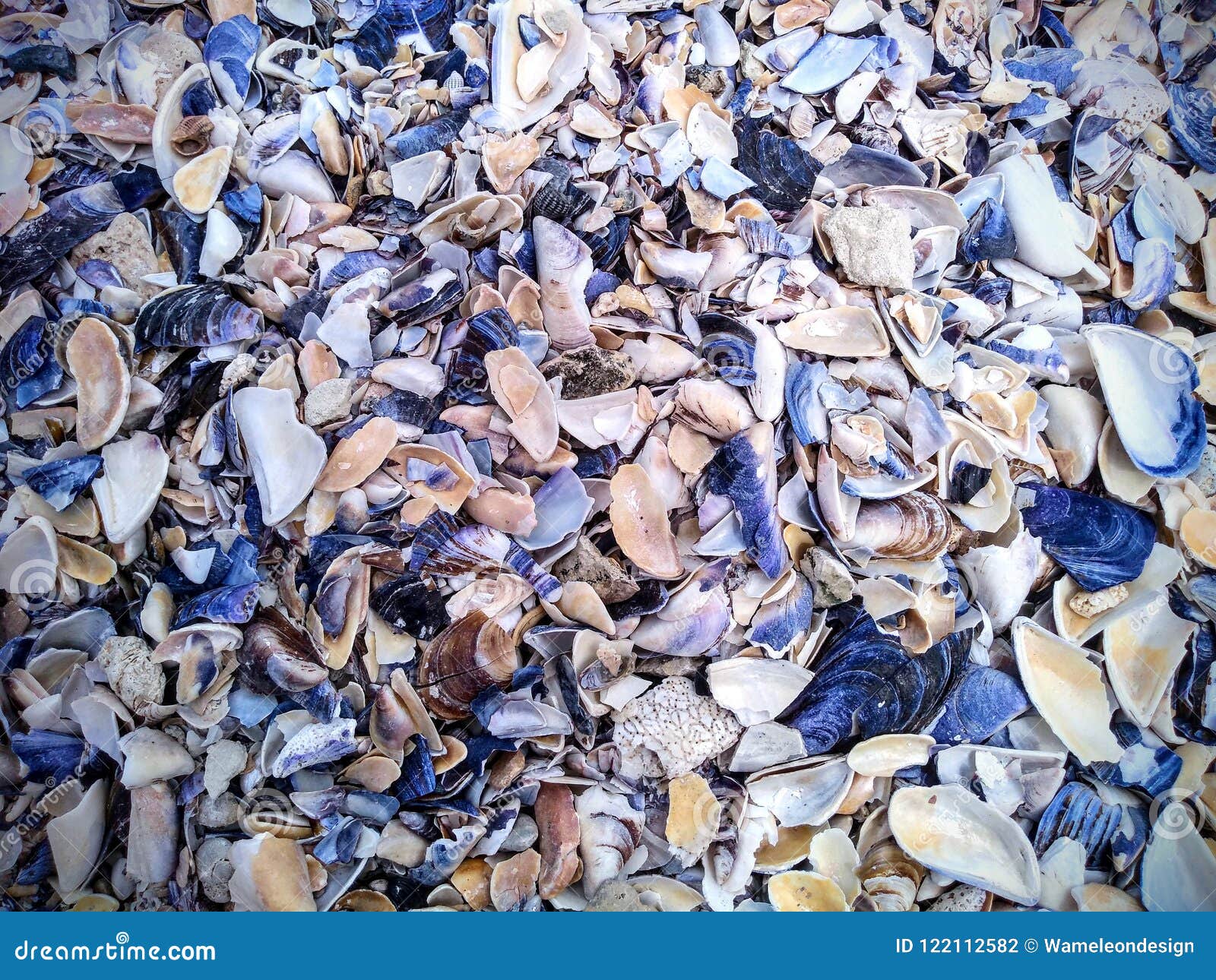 Sea shell stock photo. Image of bright, shell, colors - 122112582