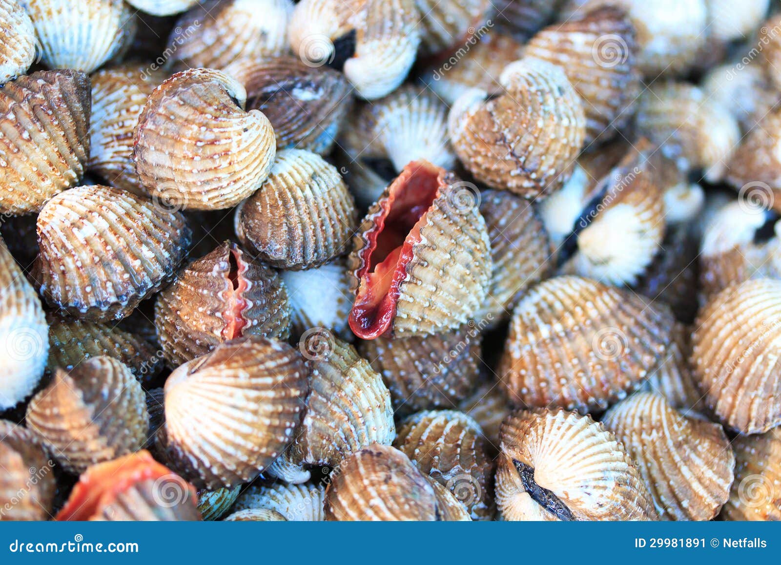 Sea Shells Clams in Thailand Stock Image - Image of thailand, tasty ...