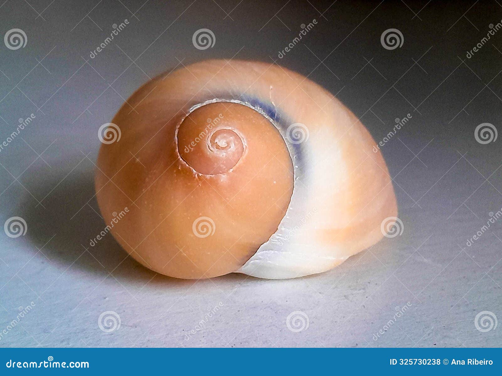 A Beautiful Brazilian Seashell Close-up with the Fibonaci Spiral Stock ...