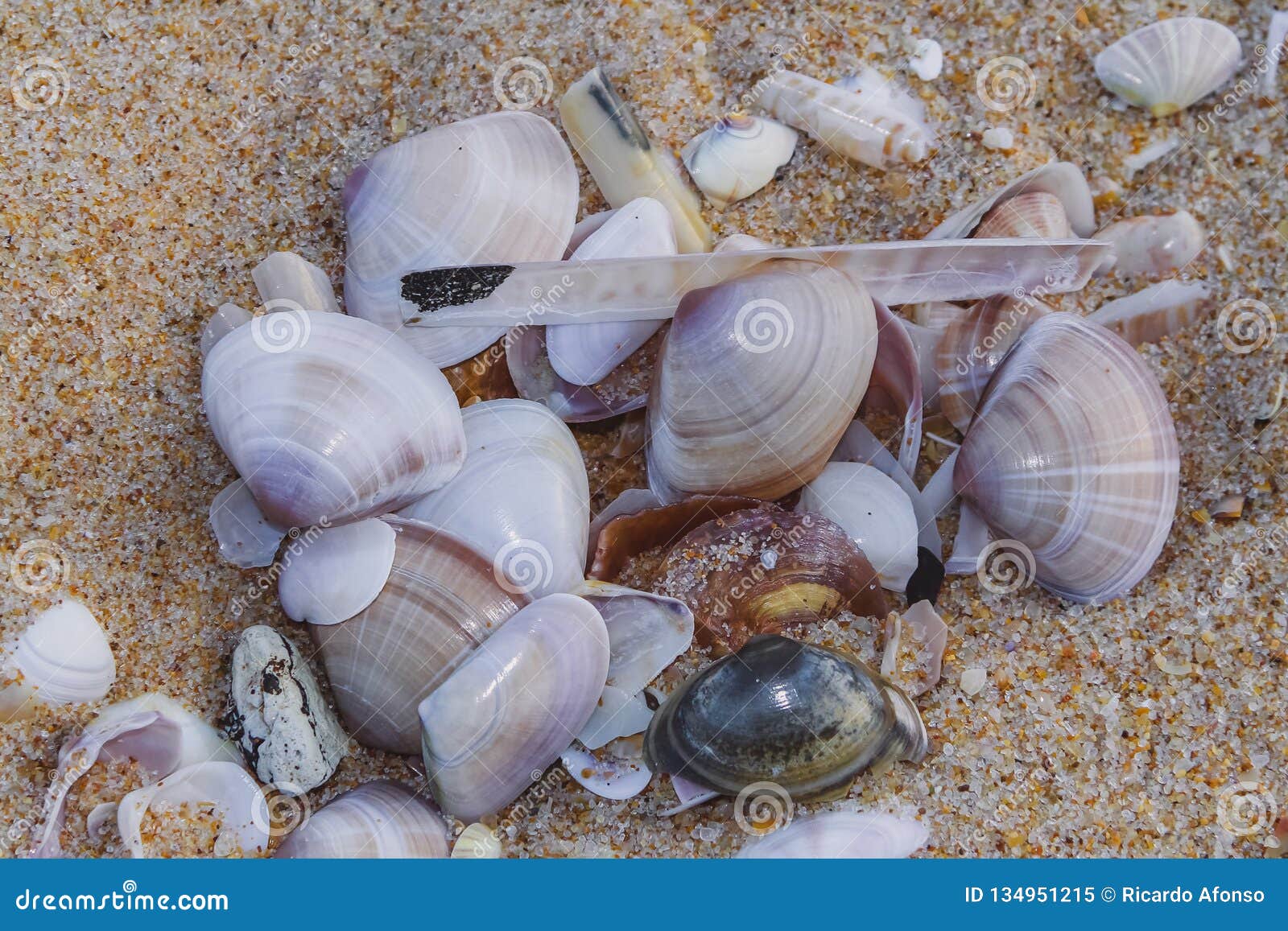 Sea shells stock image. Image of design, natural, seashell - 134951215