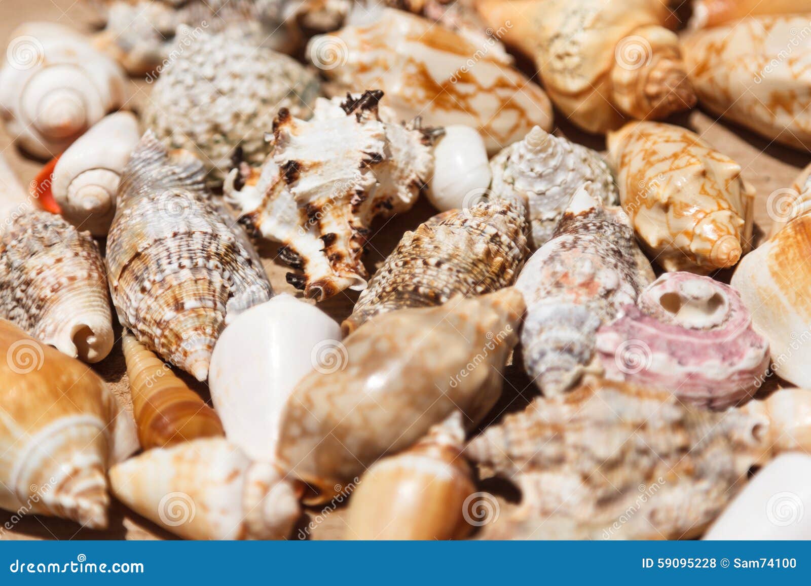 Sea Shells Close Up in Santa Maria Beach- Cape Verde Stock Photo ...