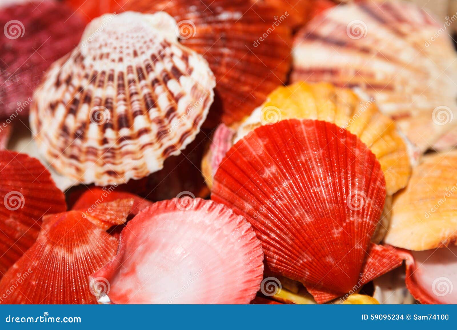 Sea Shells Close Up in Santa Maria Beach - Cape Verde Stock Photo ...