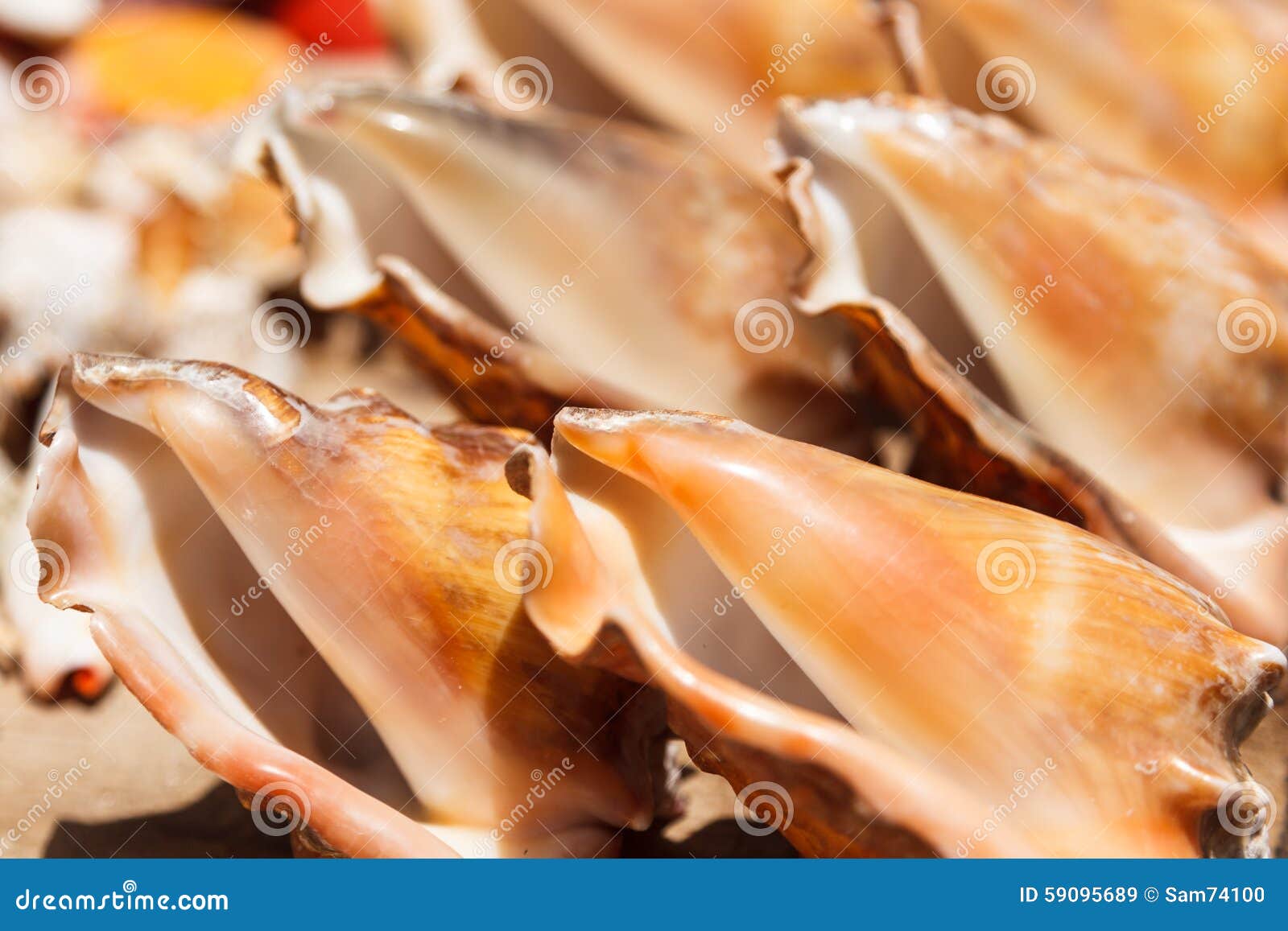 Sea Shells Close Up in Santa Maria Beach - Cape Verde Stock Image ...