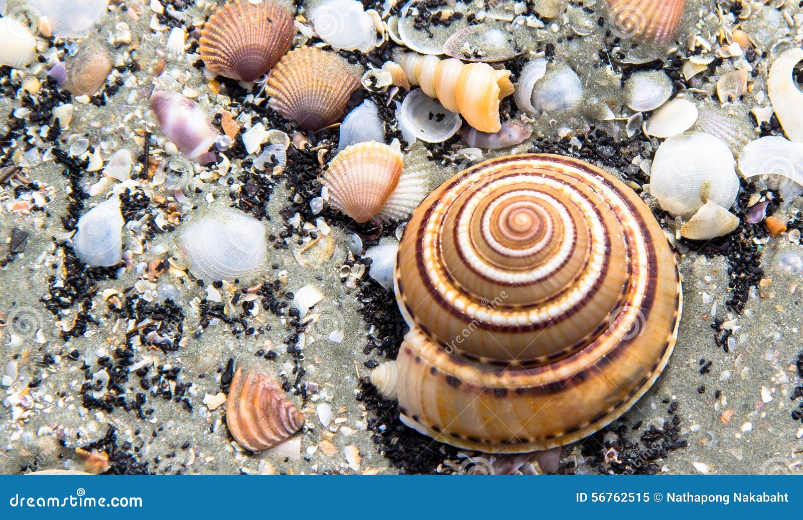 Sea Shells in Close Up View. Stock Image - Image of marin, natural ...
