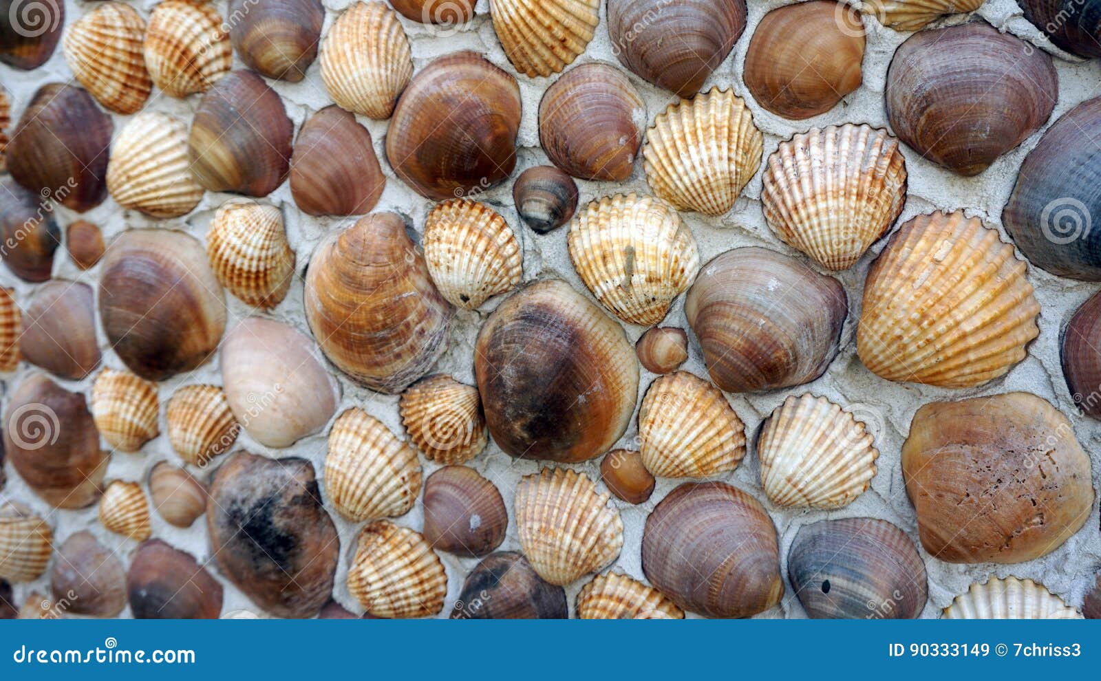 Sea shells stock image. Image of building, shell, home - 90333149