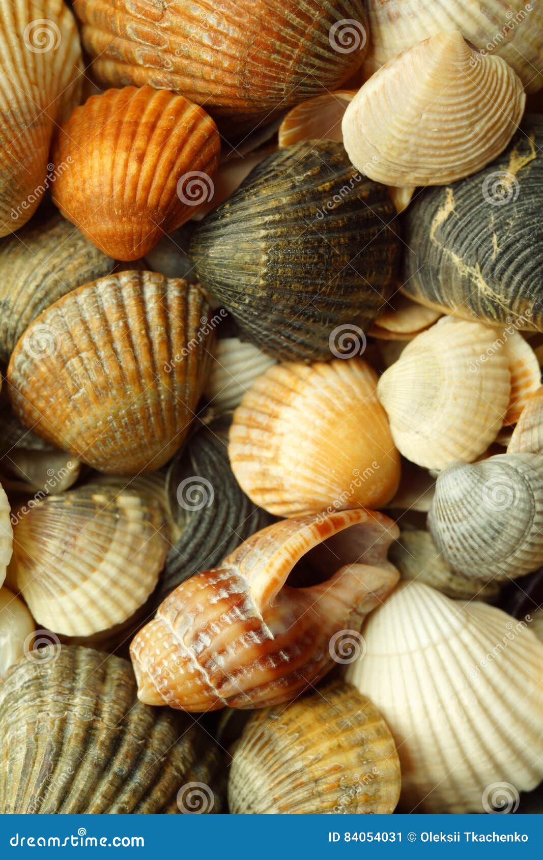 Sea Shells Close-up. Wallpapers Stock Image - Image of tropical ...