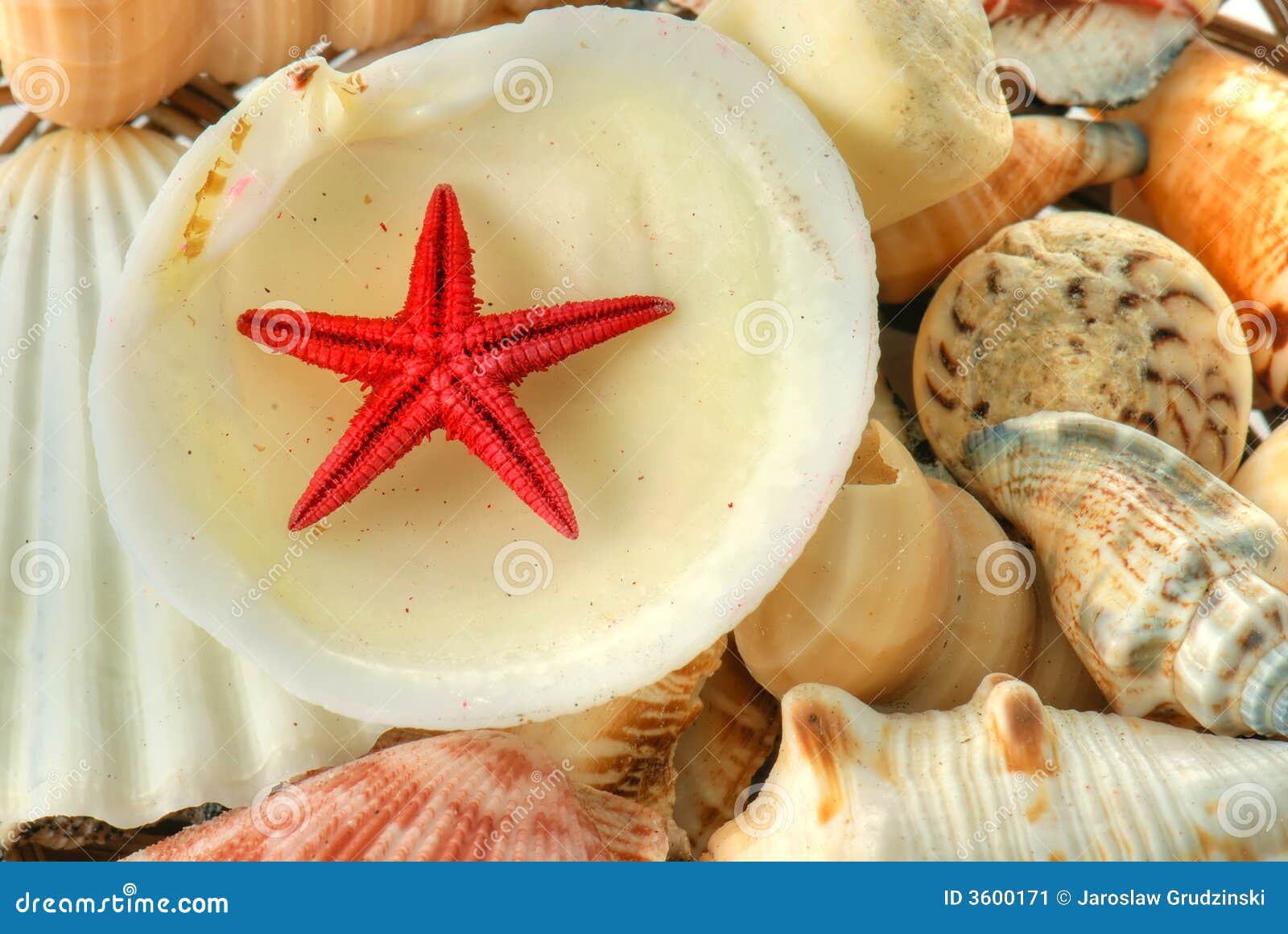 Sea shells in closeup stock image. Image of beach, environment - 3600171