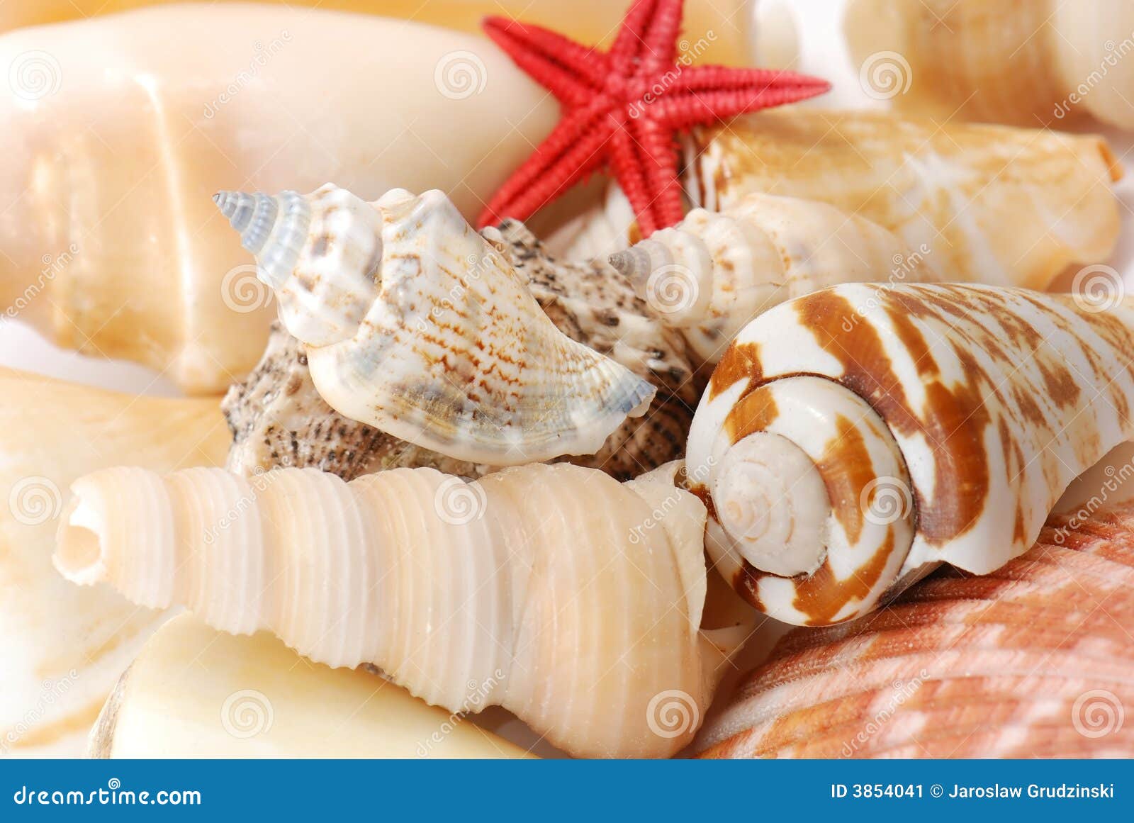 Sea shells in closeup stock image. Image of scavenge, beautiful - 3854041
