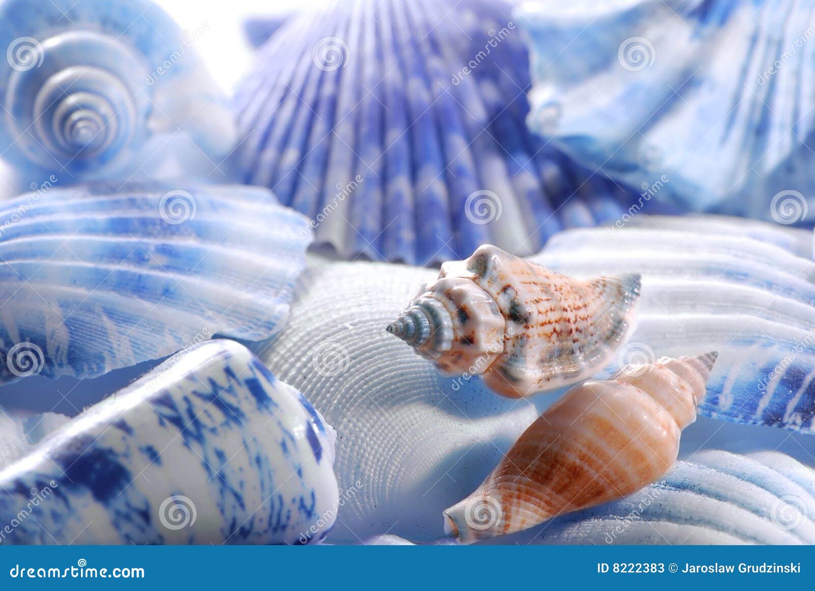 Sea shells in closeup stock image. Image of nature, beach - 8222383