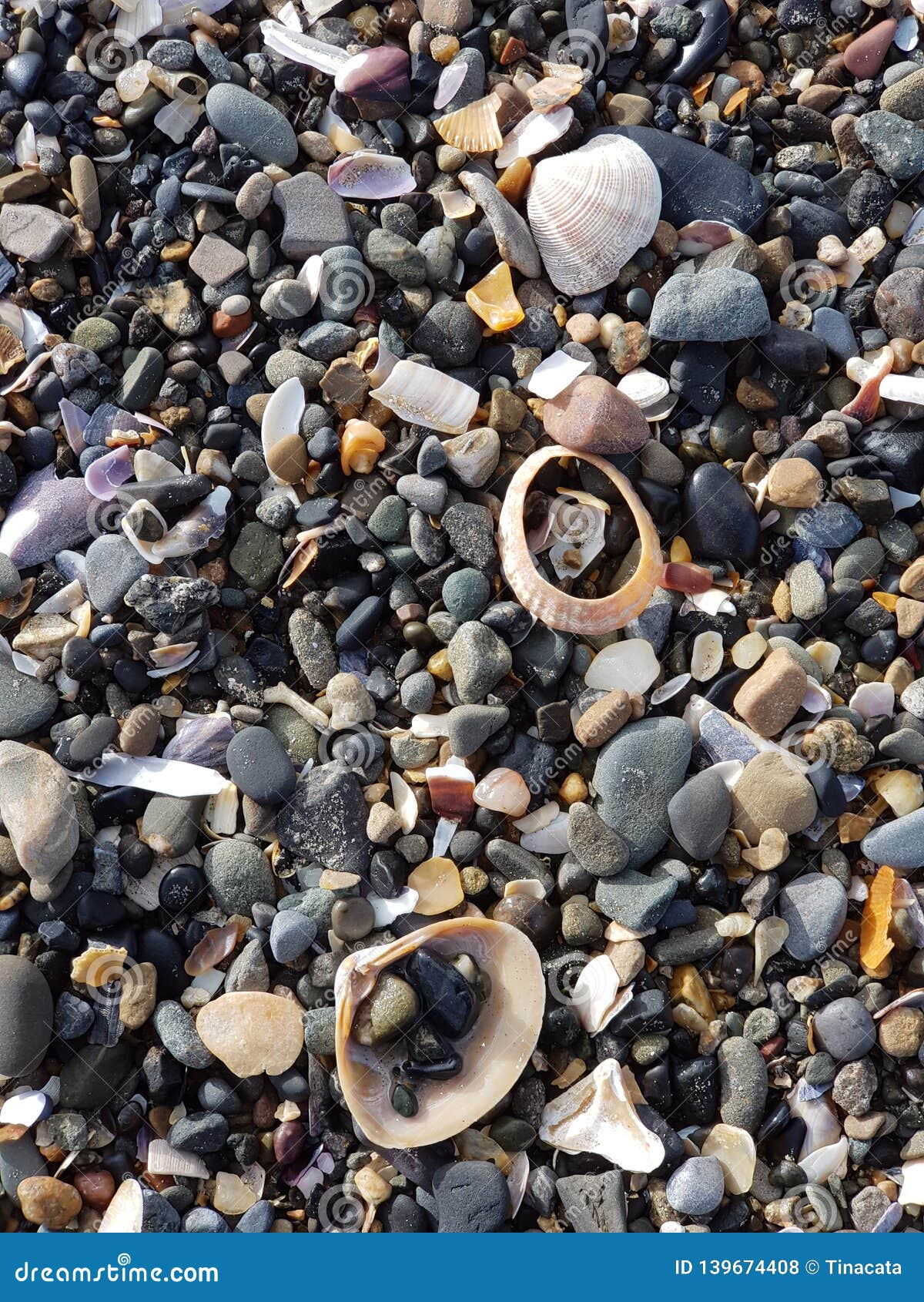 Sea shells closeup stock photo. Image of view, shells - 139674408