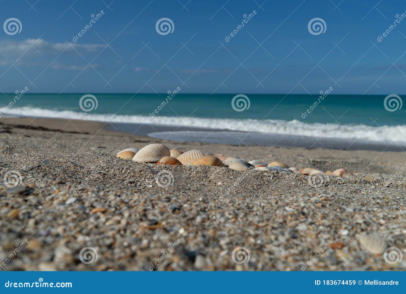 Sea Shells and Coarse Sand of Florida Shore Stock Image - Image of ...