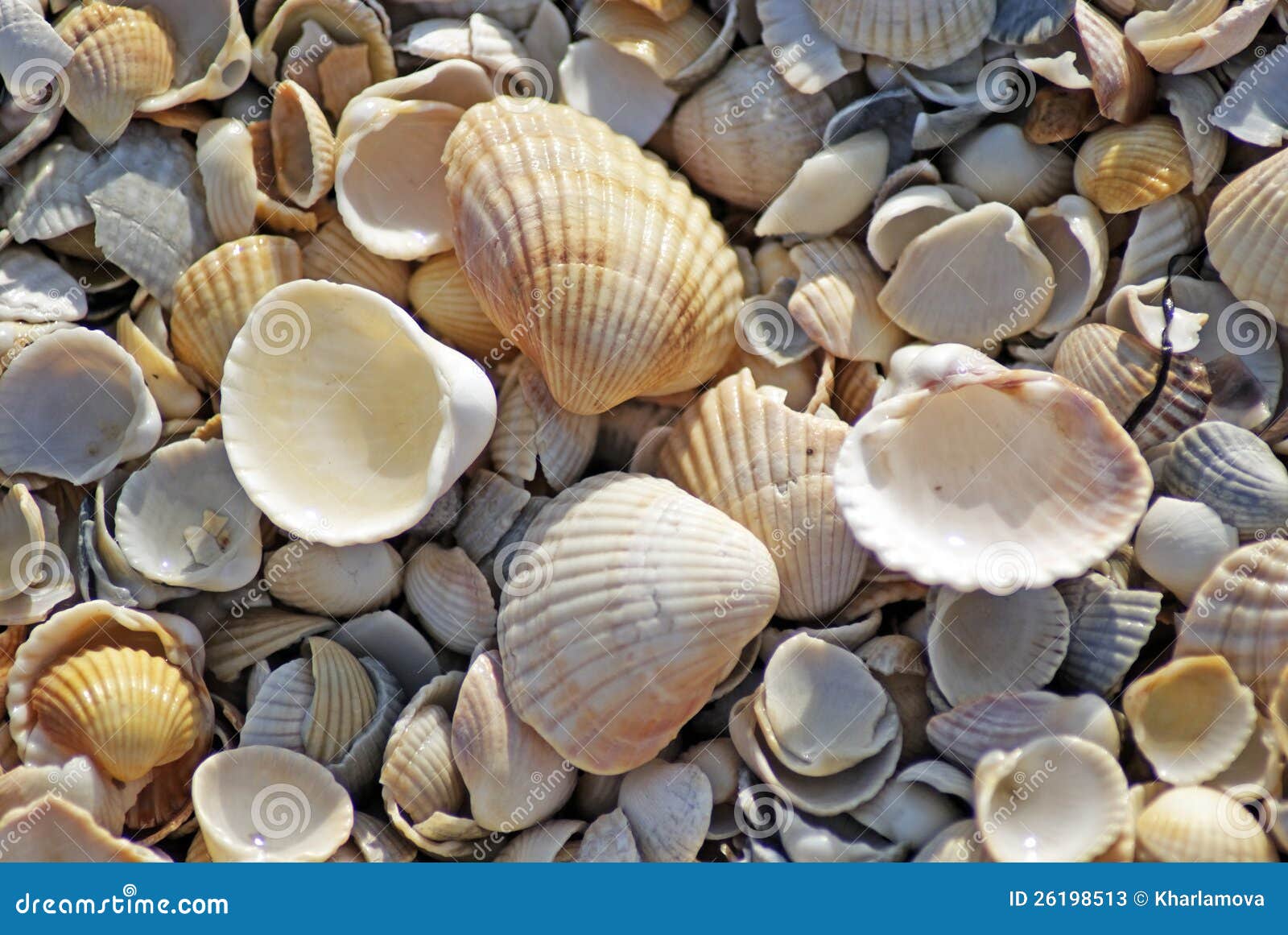 Sea shells. Coast. Beach stock image. Image of design - 26198513
