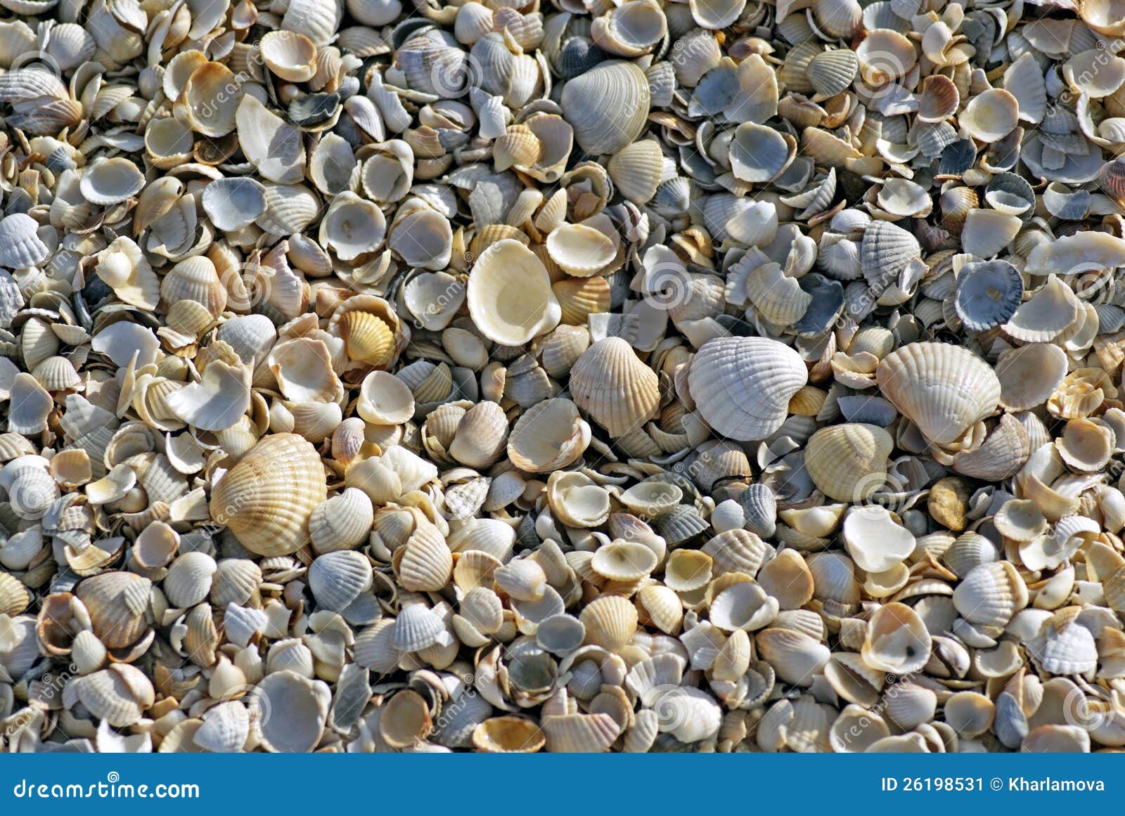 Sea shells. Coast. Beach stock image. Image of relaxation - 26198531