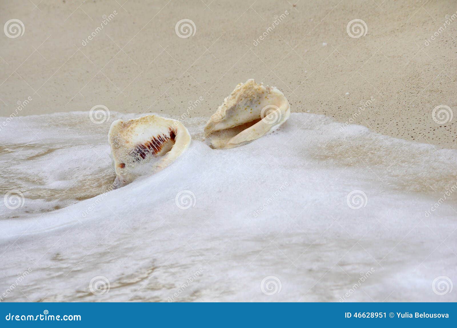Sea shells stock image. Image of water, mexican, traveling - 46628951