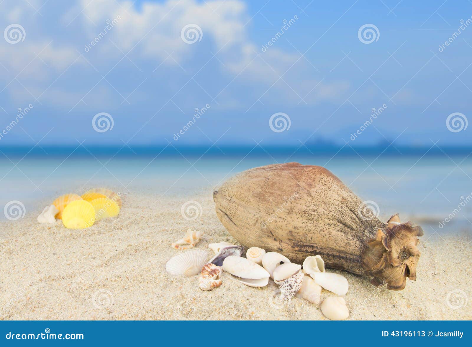 Sea Shells and Coconut Fruit on Sand Beach Background Stock Image ...