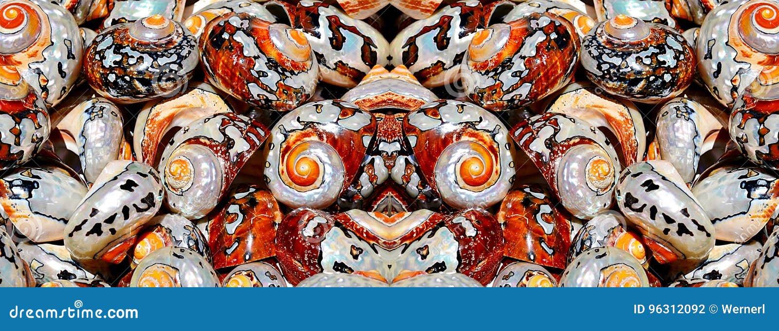 Sea shells collage stock photo. Image of exoskeleton - 96312092