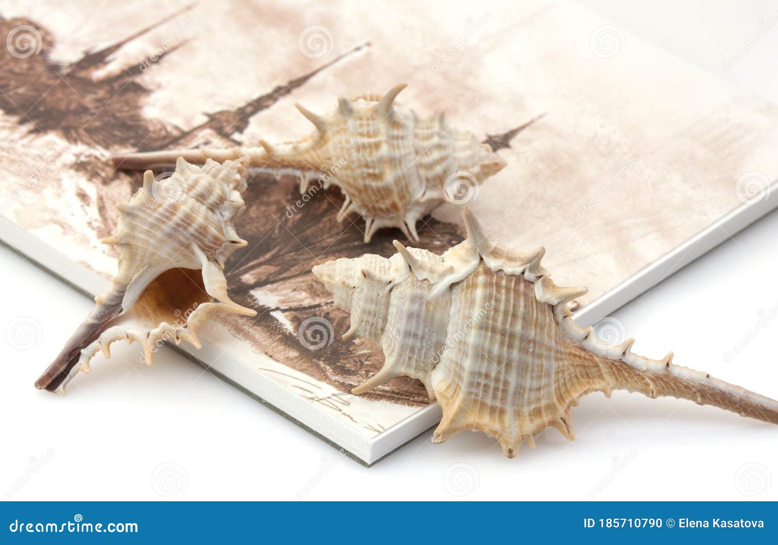 Sea Shells N Notebook for Writing on a White Background. Stock Photo ...