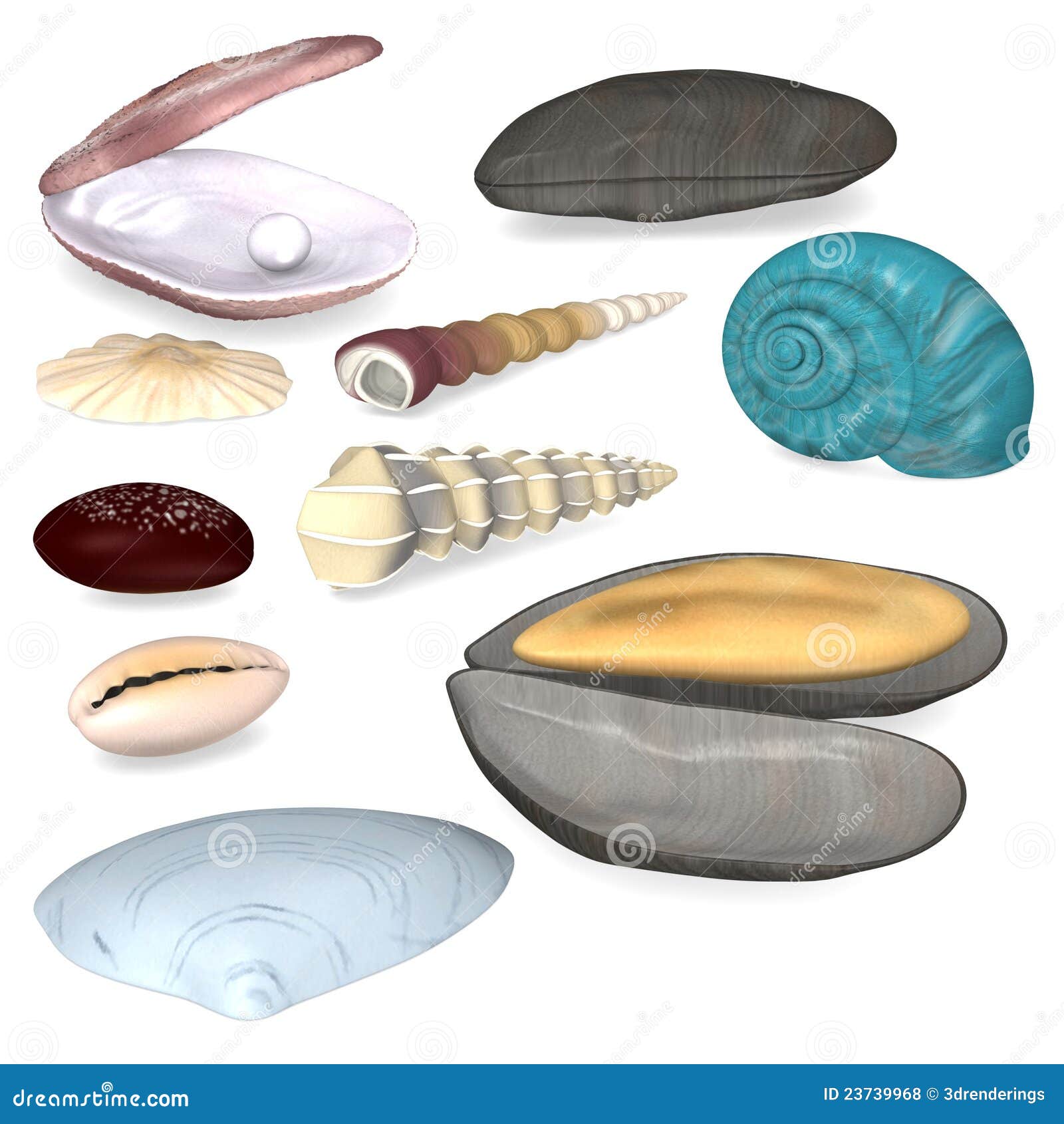 Sea shells collection stock illustration. Illustration of ocean - 23739968