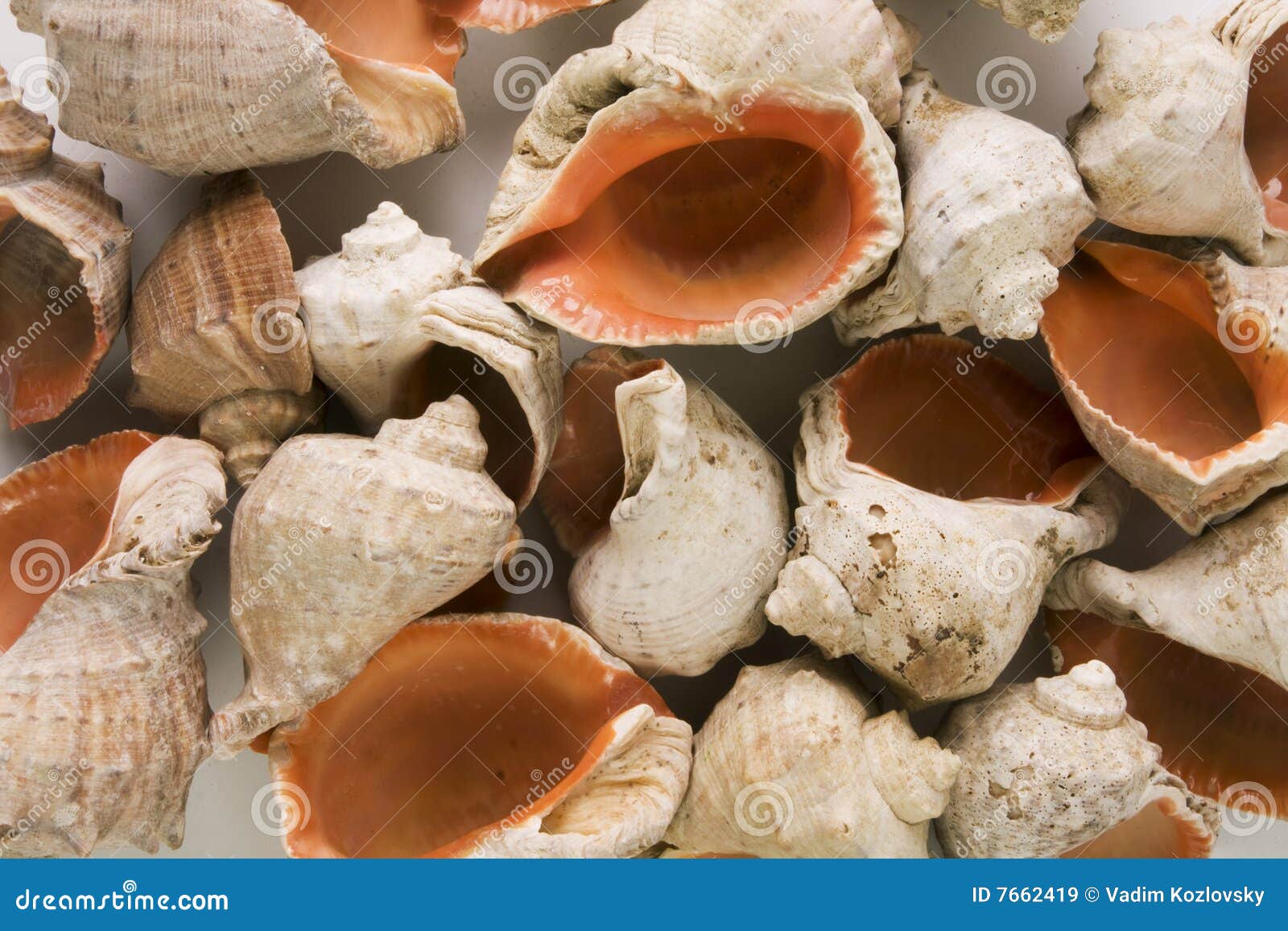 Sea shells collection stock image. Image of spiral, life - 7662419