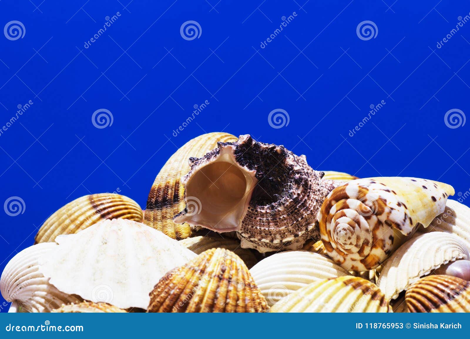 Sea shells collection stock image. Image of food, resort - 118765953