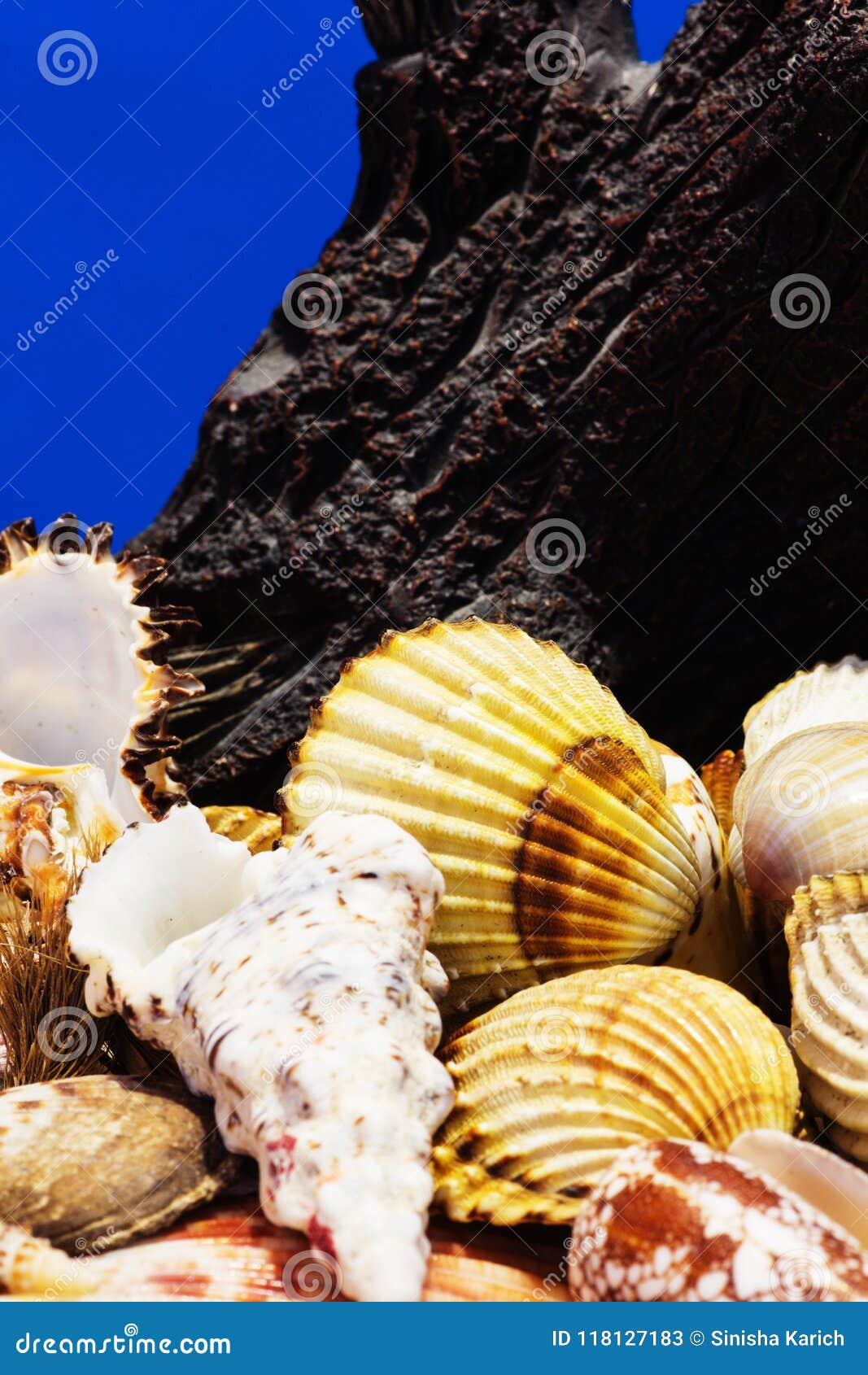 Sea shells collection stock image. Image of exotic, cockle - 118127183