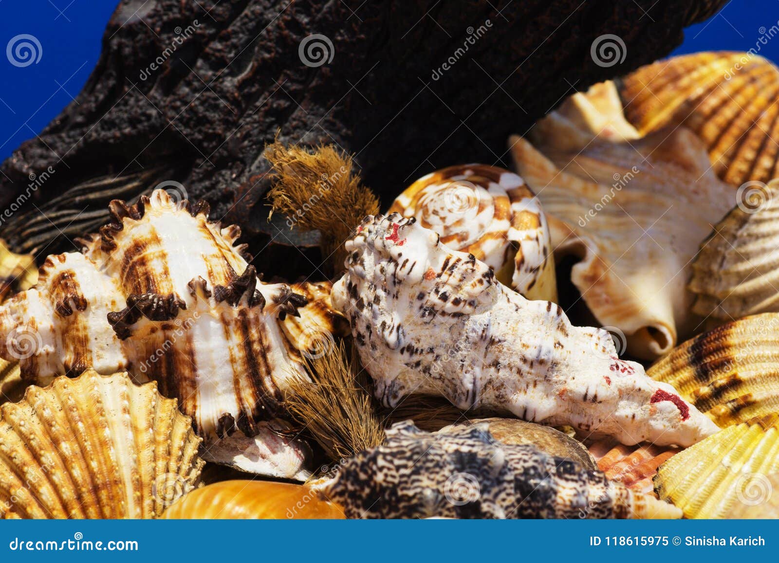 Sea shells collection stock image. Image of cockle, idyllic - 118615975