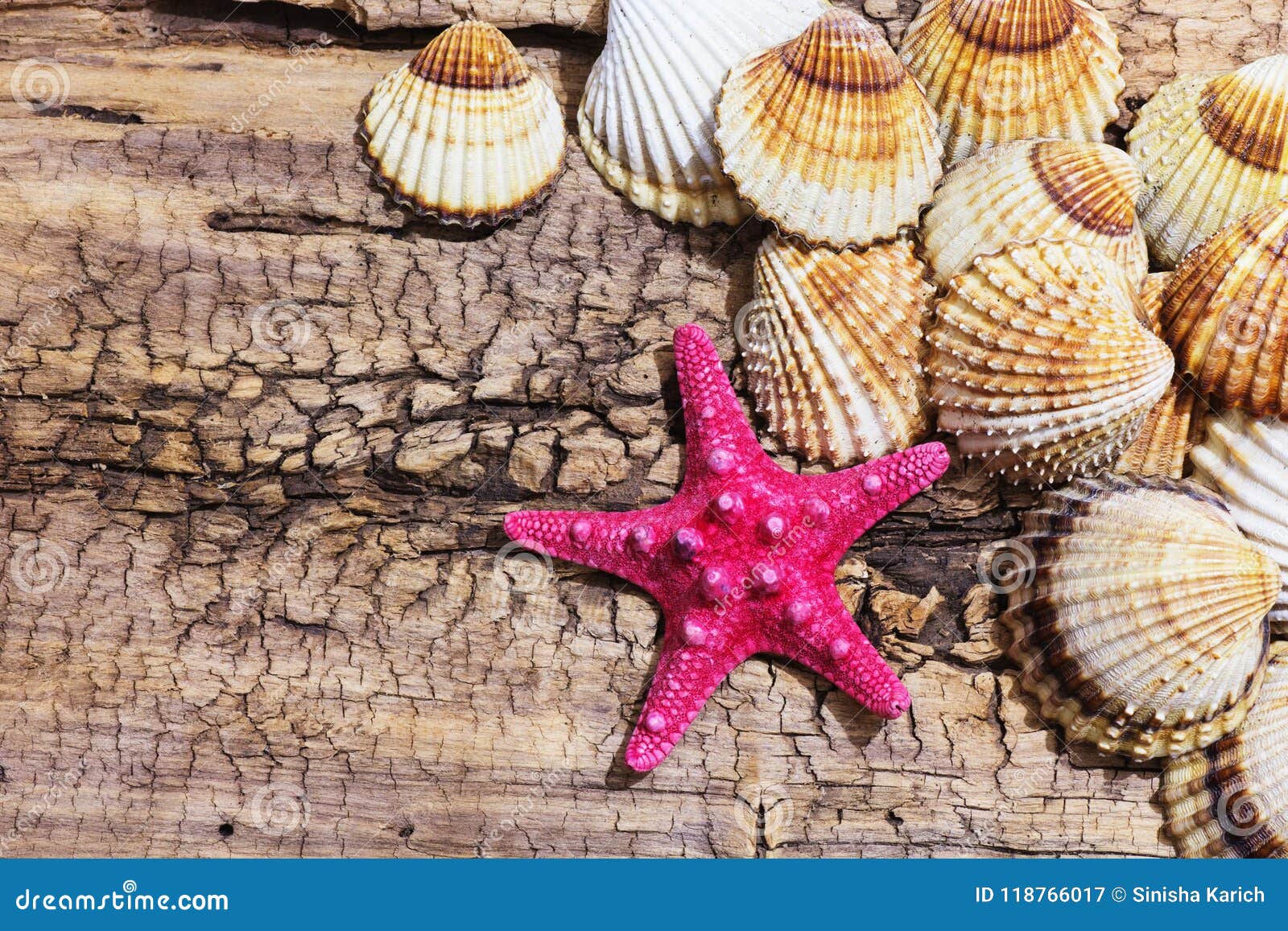 Sea shells collection stock image. Image of seashell - 118766017