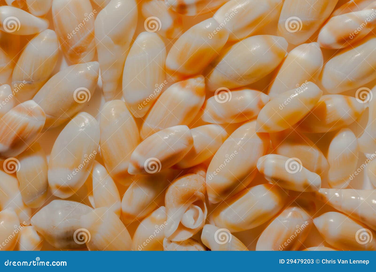 Sea Shells Color Nature stock image. Image of small, full - 29479203