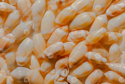 Sea Shells Color Nature stock image. Image of small, full - 29479203