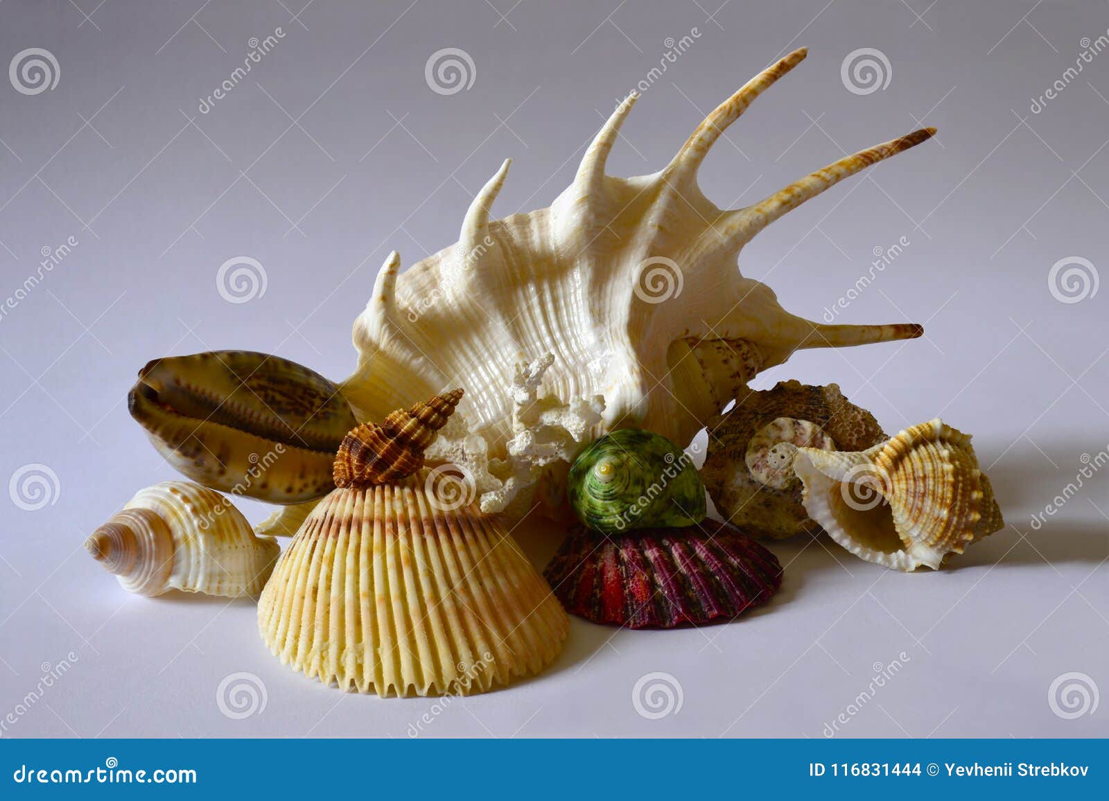 Sea Shells Colored and Bright Stock Photo - Image of white, food: 116831444