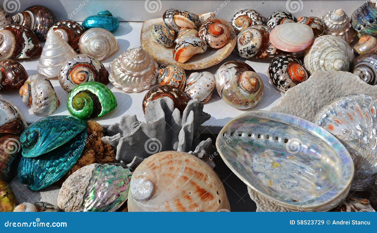 Sea shells stock image. Image of colored, green, marine - 58523729